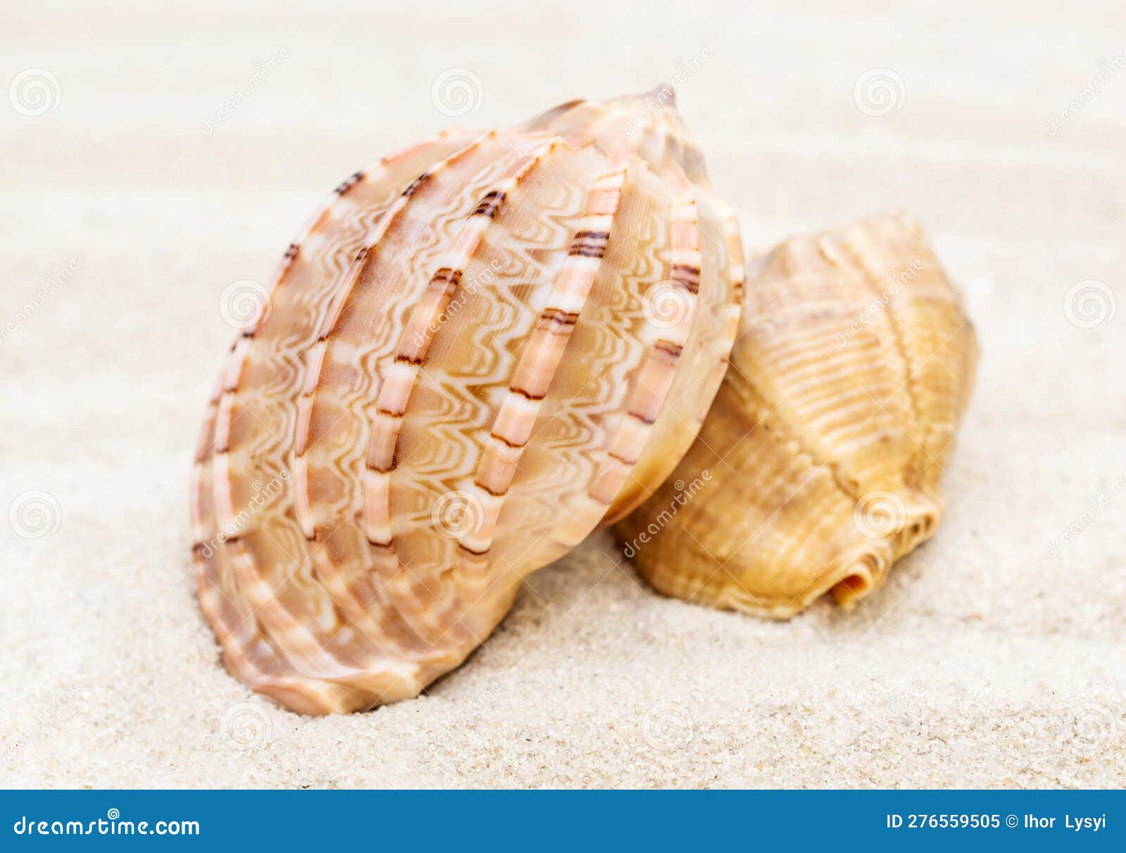 Two Seashells on the Sand. Close Up Stock Image - Image of texture ...