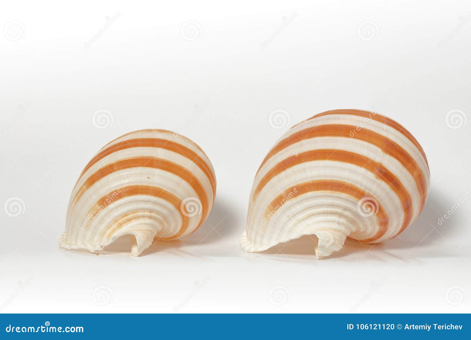 Two Seashells with a Spiral Pattern Stock Photo - Image of shape, beach ...