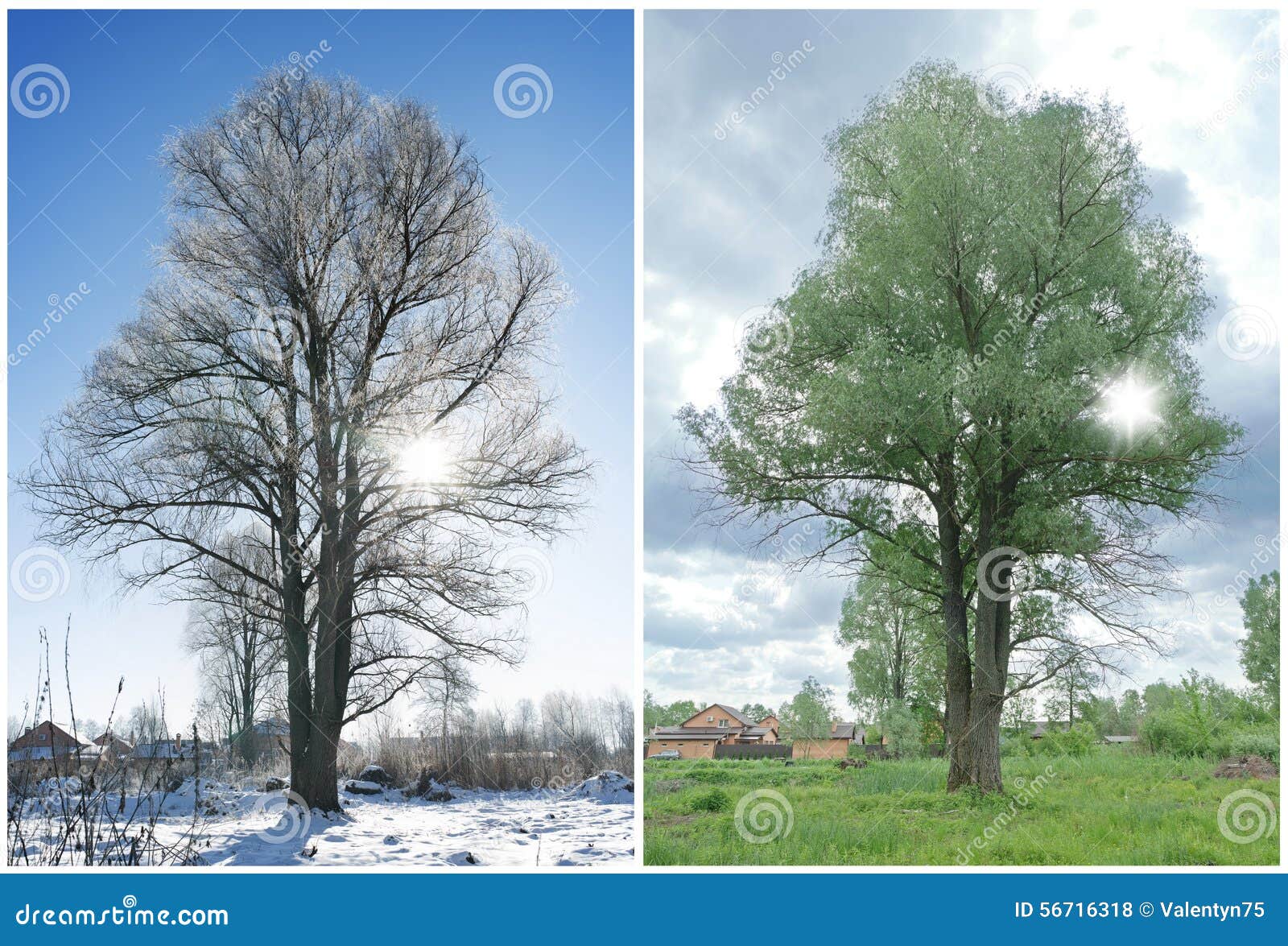 Two Season and the Same Tree. Stock Photo - Image of winter, young ...