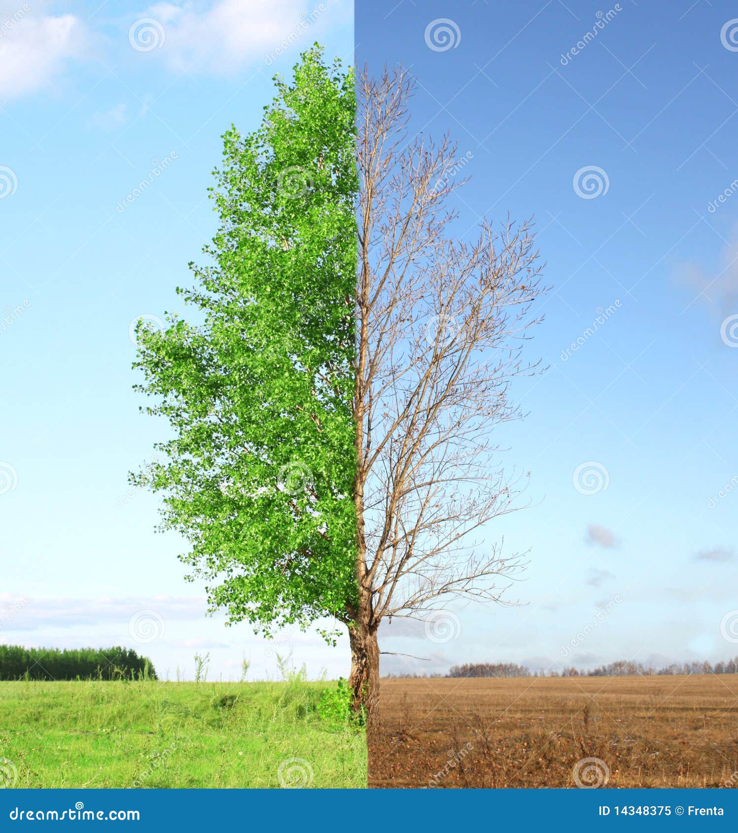 Two seasons stock image. Image of cycle, endurance, growth - 14348375