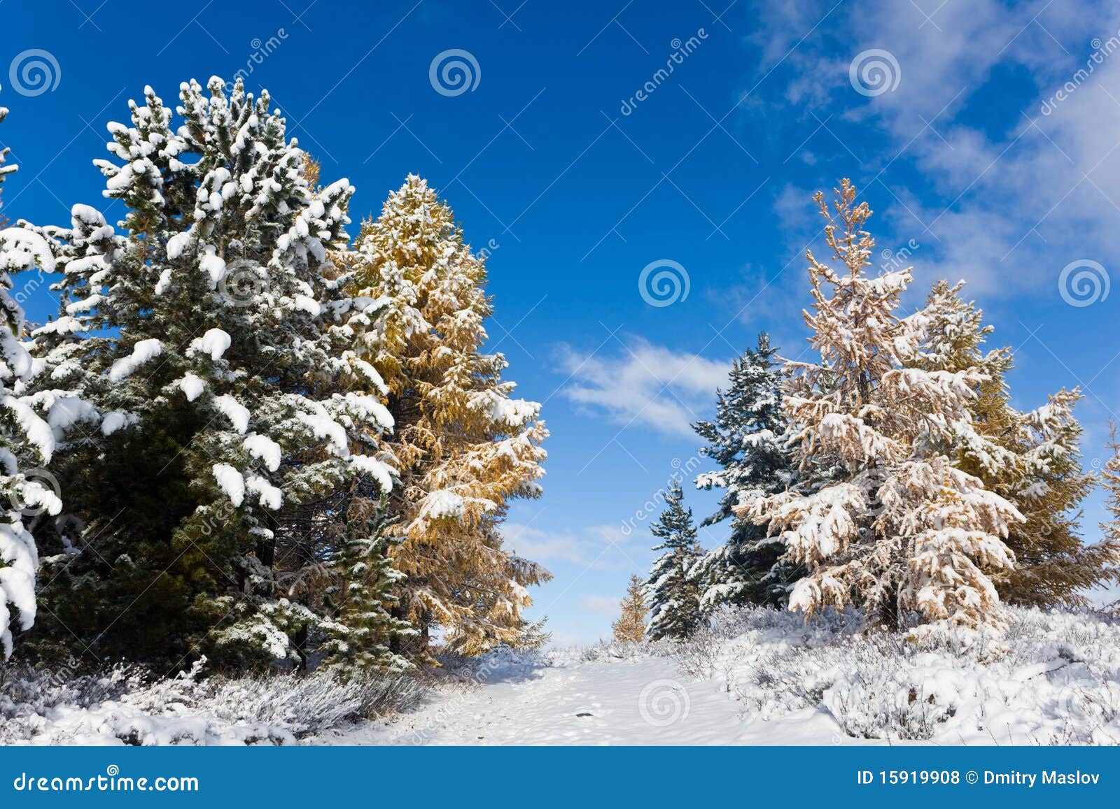 Two seasons stock photo. Image of frost, coniferous, sunlight - 15919908