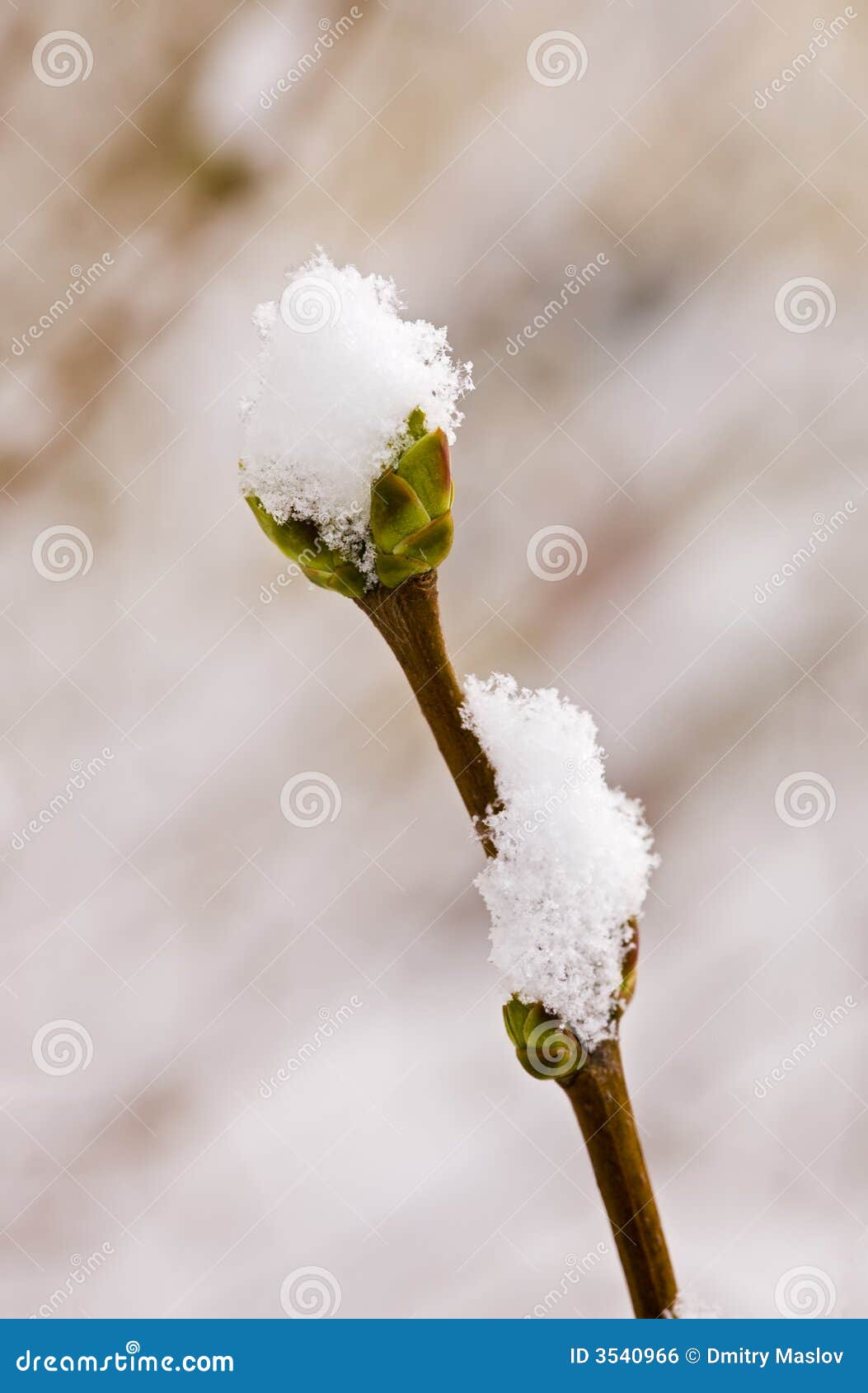 Two seasons stock photo. Image of white, snow, crystal - 3540966