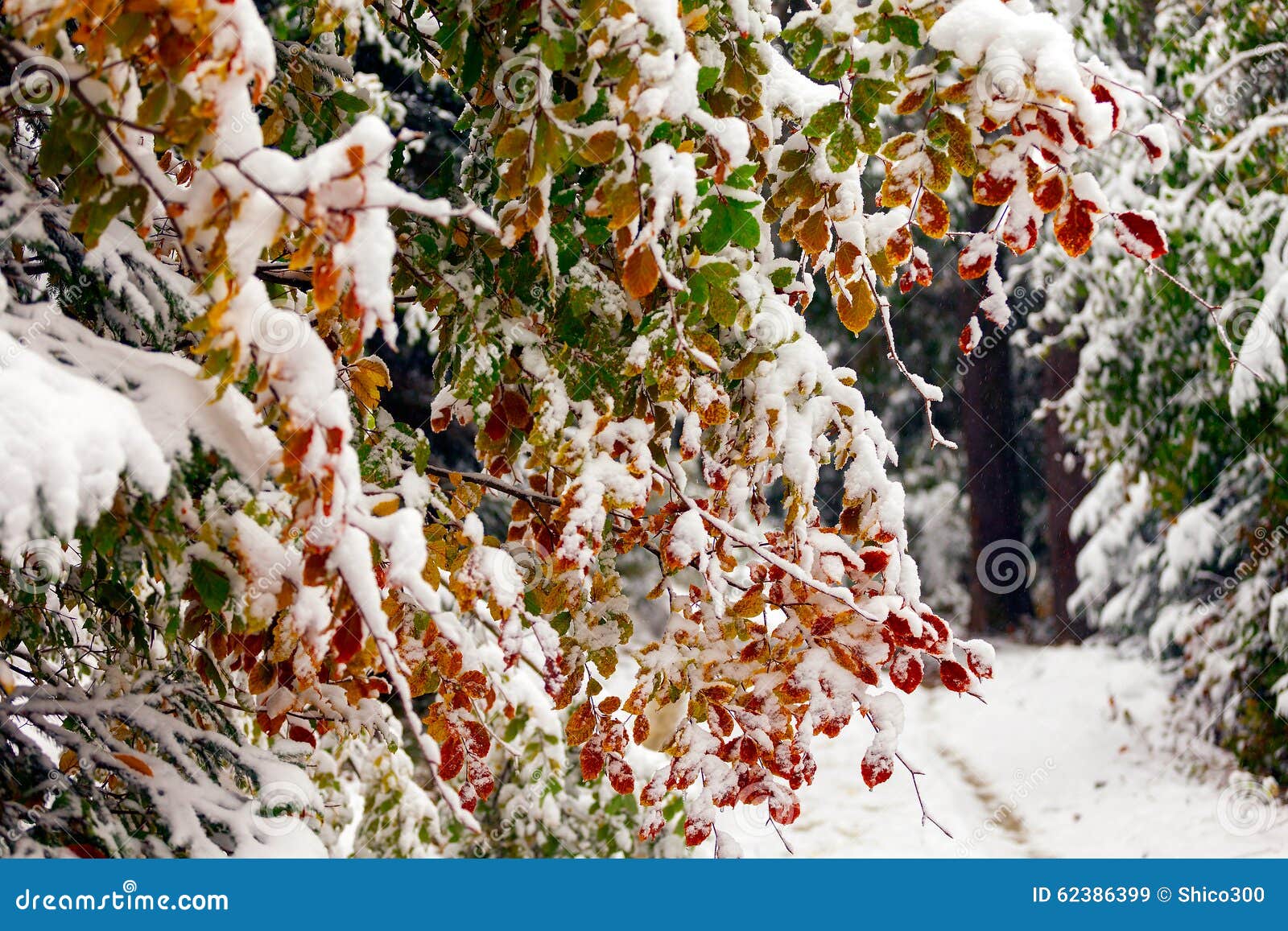 Two Seasons - Winter and Autumn Scene in the Park Stock Image - Image ...