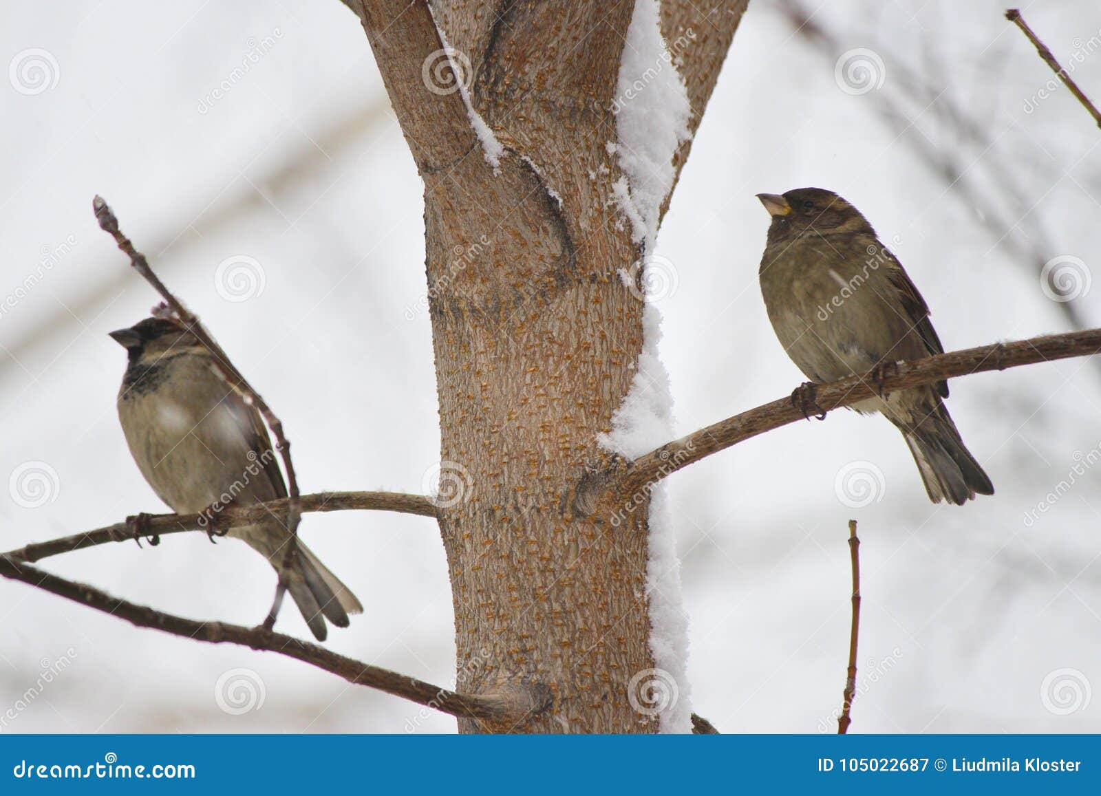 Two Seated Sparrows on Different Branches Stock Image - Image of wings ...