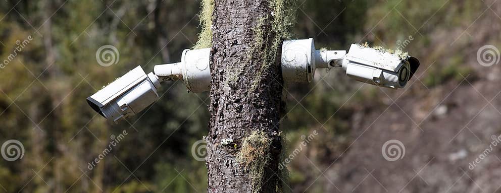Two Security Cameras Installed on a Tree in a Remote Woodland Area ...