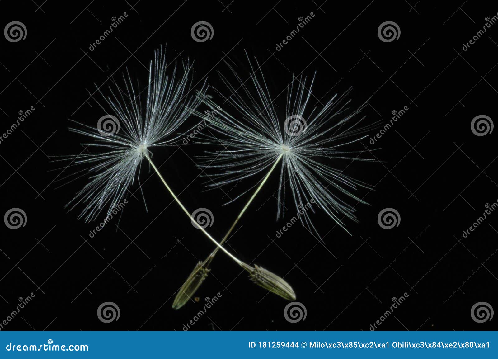 Two seed stock photo. Image of macro, crossed, seed - 181259444