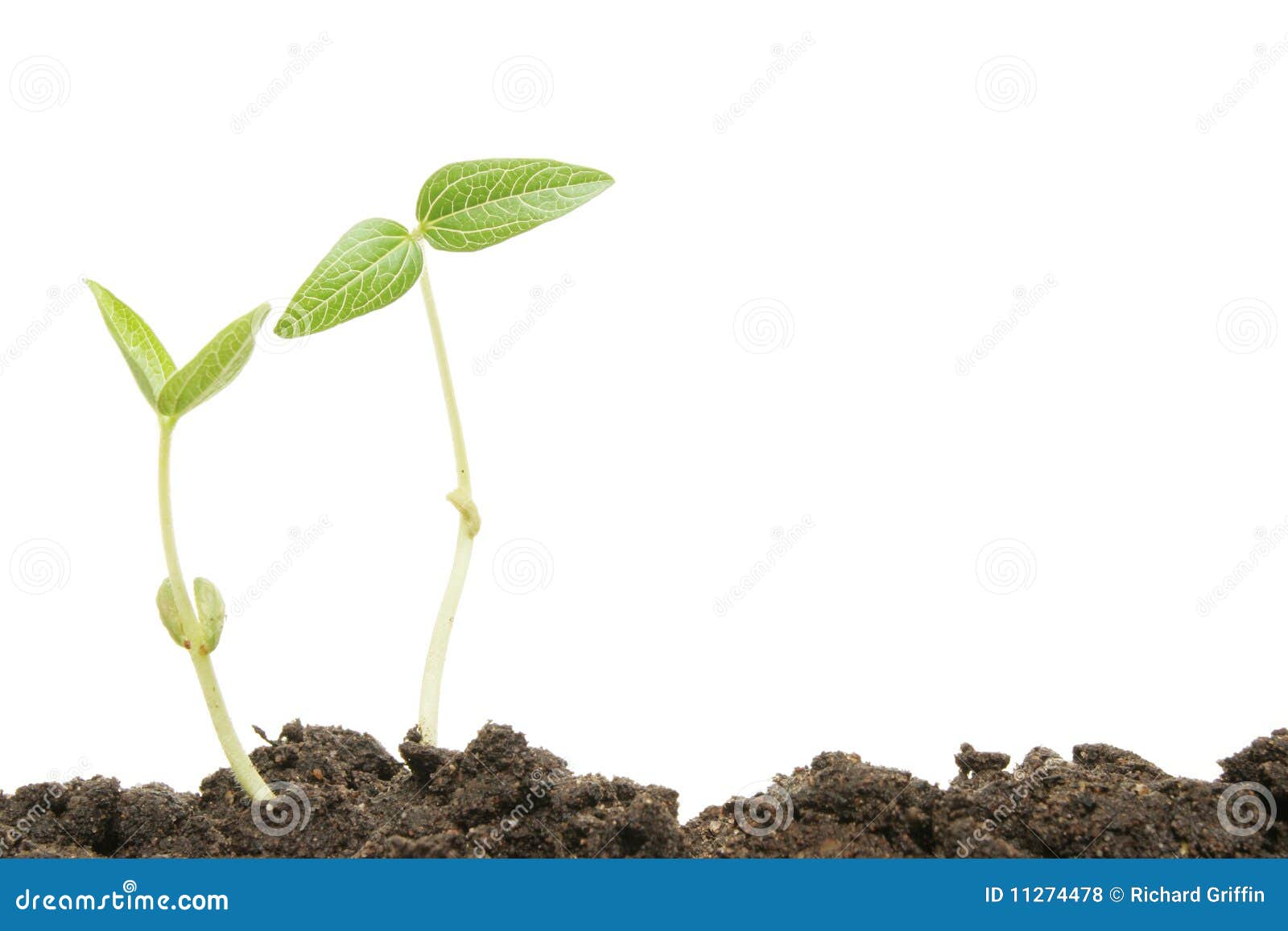 Two seedlings stock photo. Image of tender, nurture, sprout - 11274478