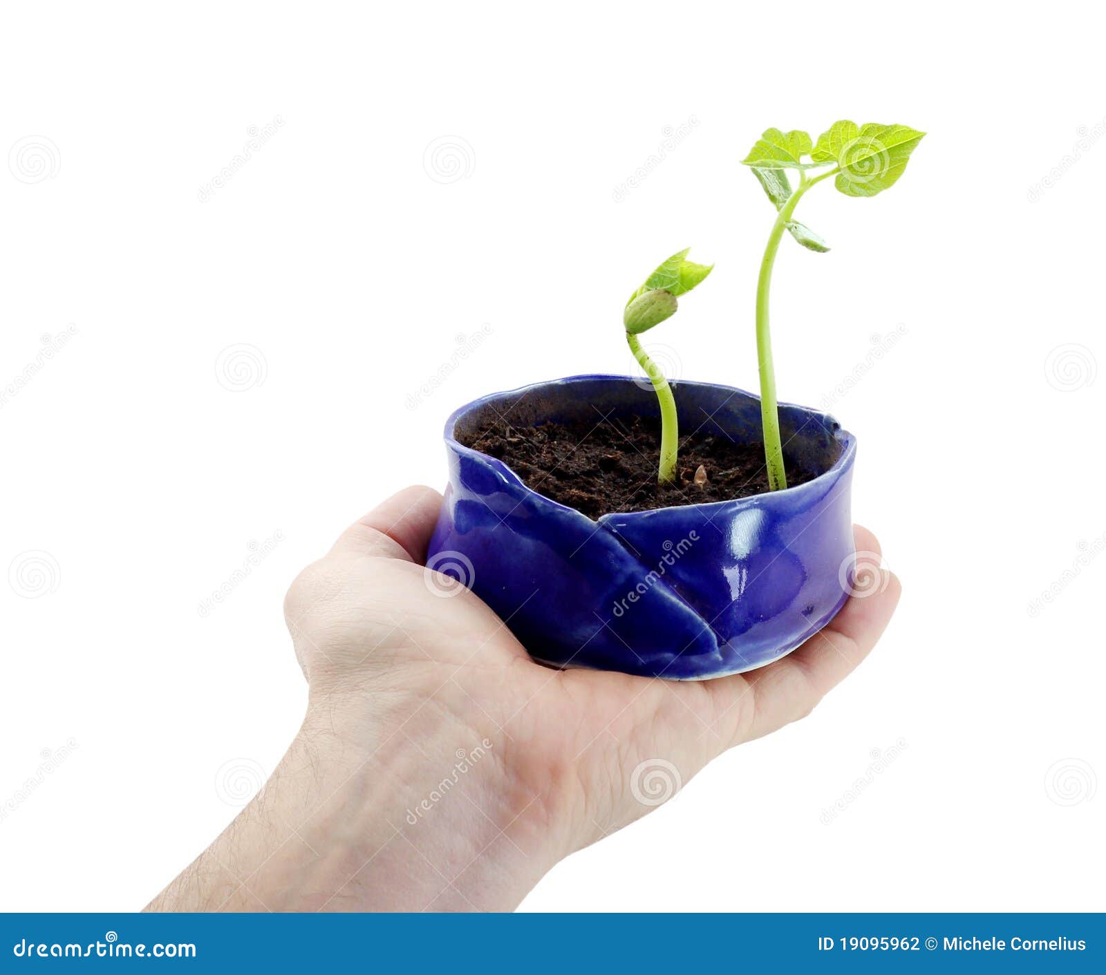 Two seedlings stock photo. Image of background, growing - 19095962
