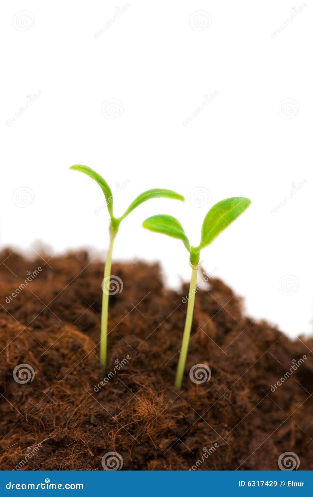 Two seedlings stock image. Image of beginnings, gardening - 6317429