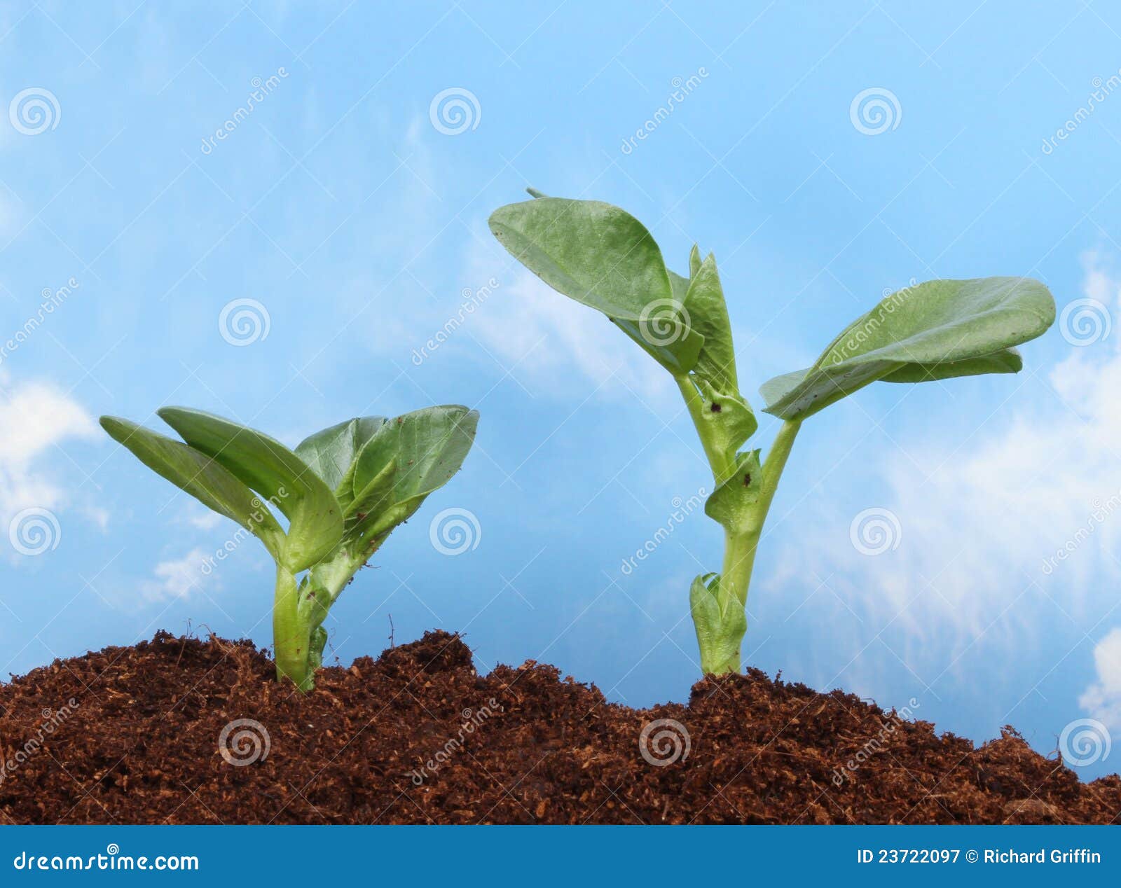 Two seedlings and sky stock image. Image of garden, gardening - 23722097