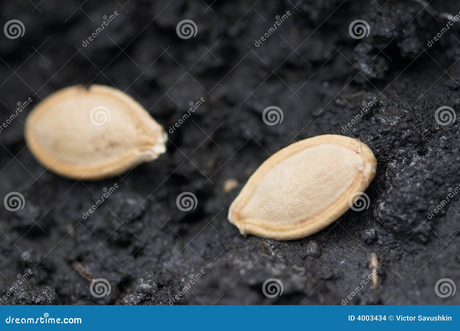 Two Seeds In Ground Stock Images - Image: 4003434