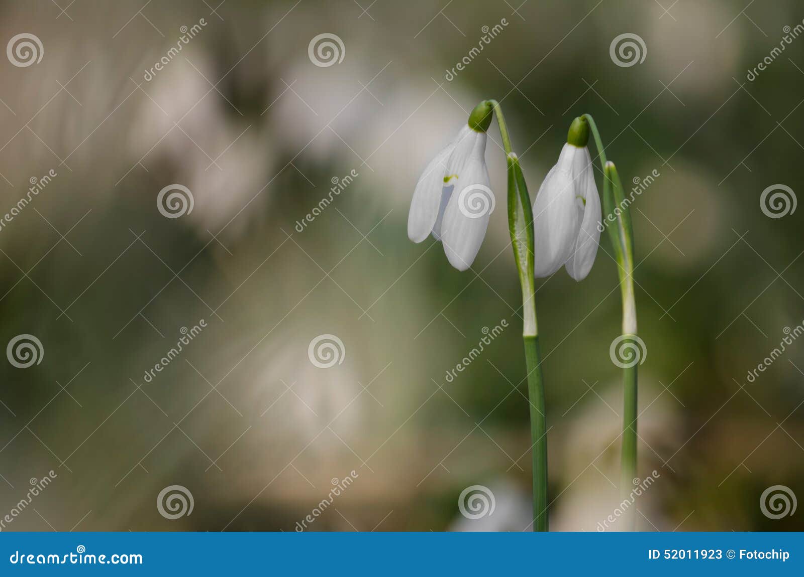 Two Separate Snowdrop Flowers Stock Image - Image of cover, forest ...