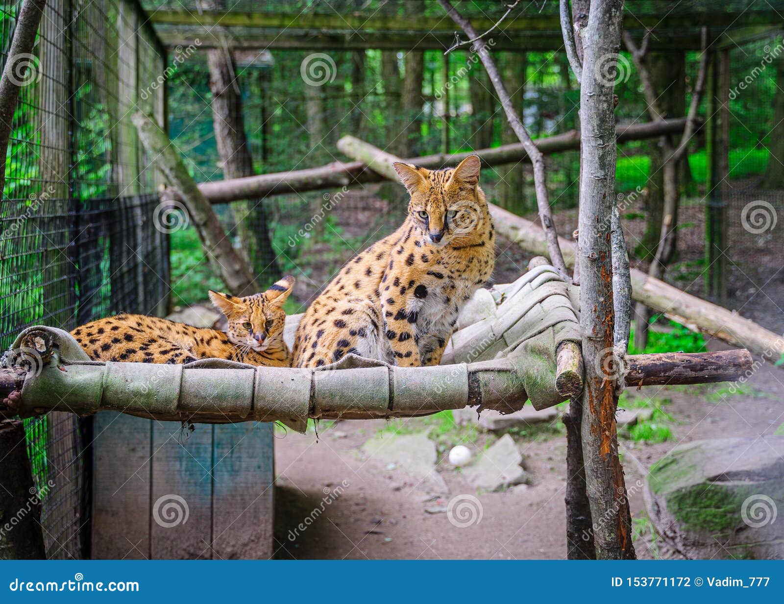 Two Serval Lying on the Bed in Park. Stock Photo - Image of grass ...