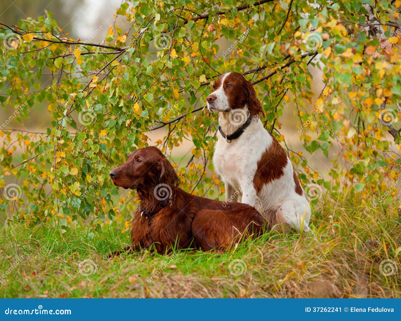 Two setters sits, outdoors stock image. Image of purebred - 37262241
