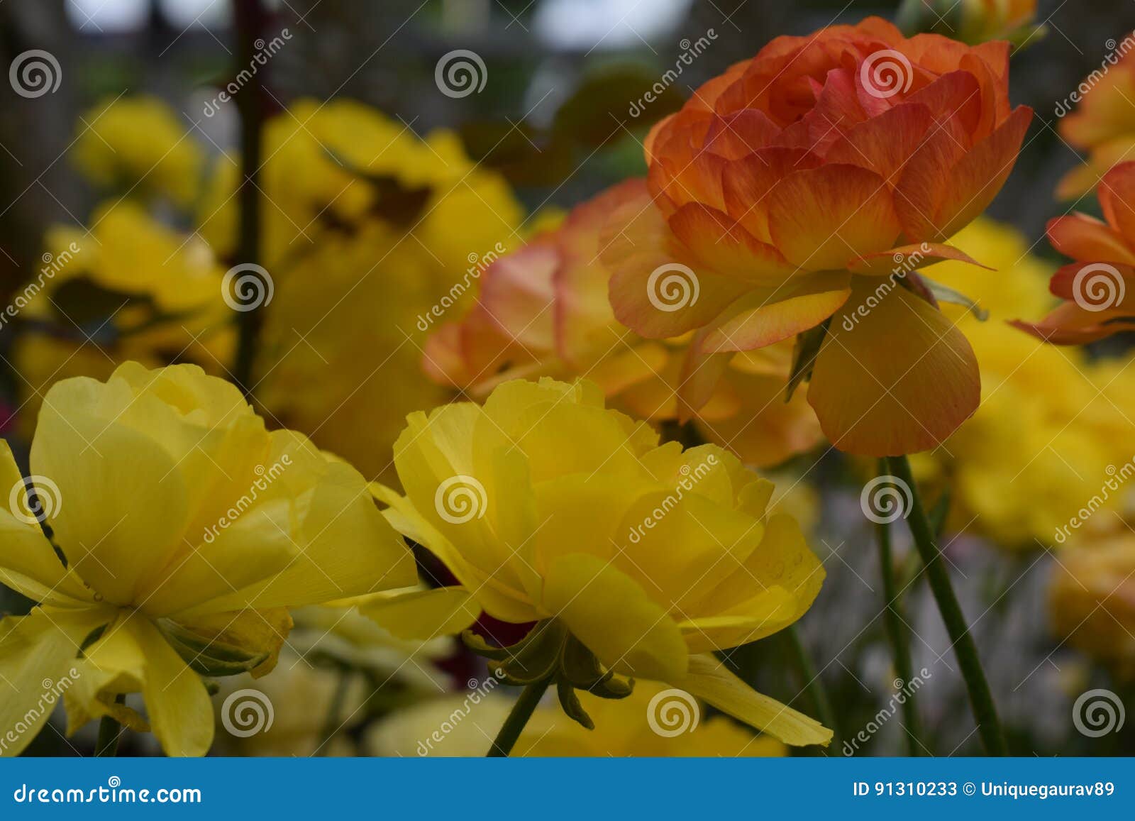 Two Shades of Beautiful Yellow Roses Stock Image - Image of vibrant ...