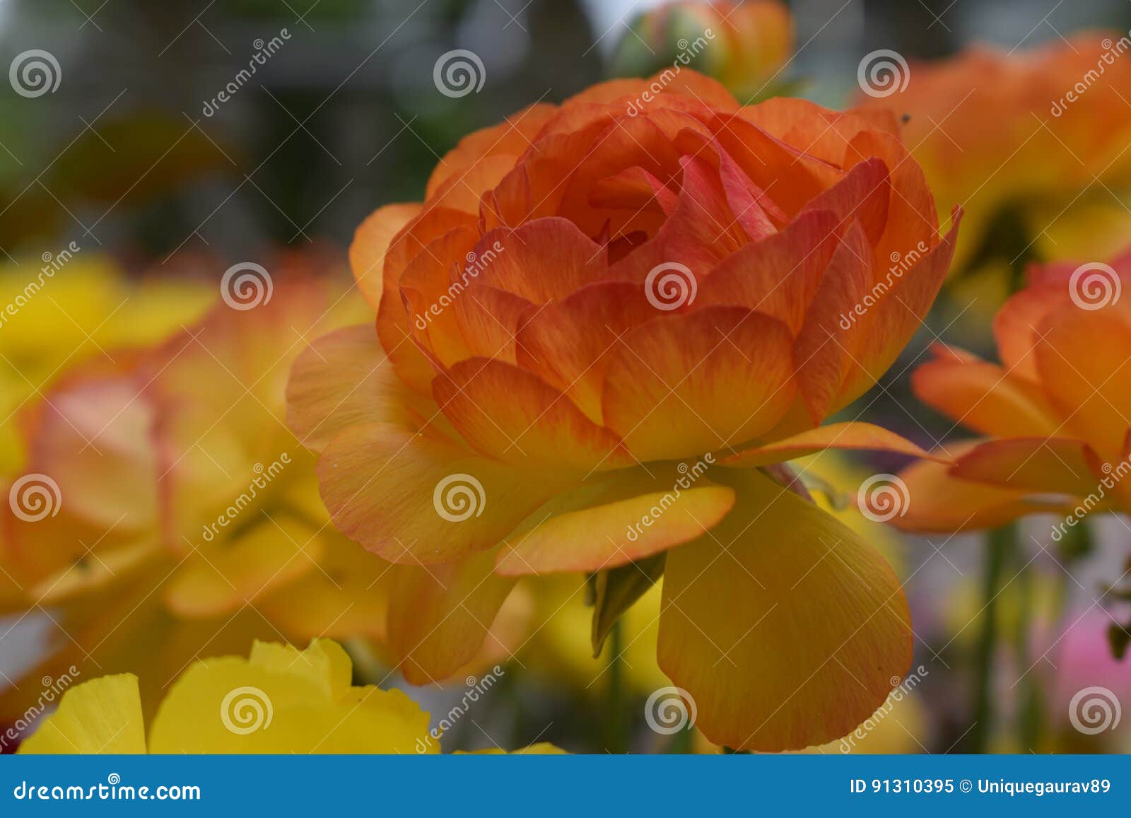 Two Shades of Beautiful Yellow Roses Stock Image - Image of natural ...