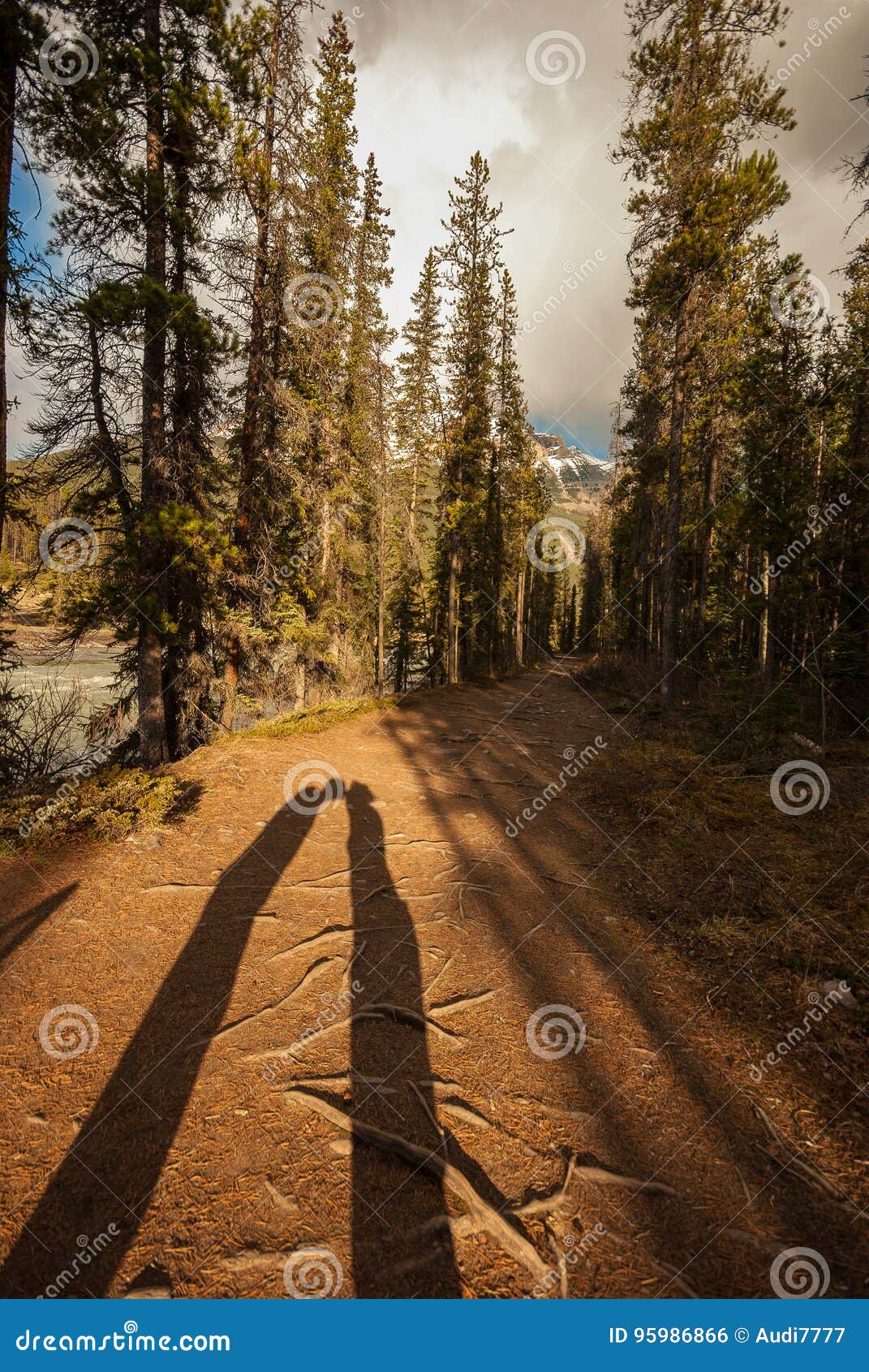 Two Shadows Kissing on a Forested Path in the Golden Sunlight Stock ...