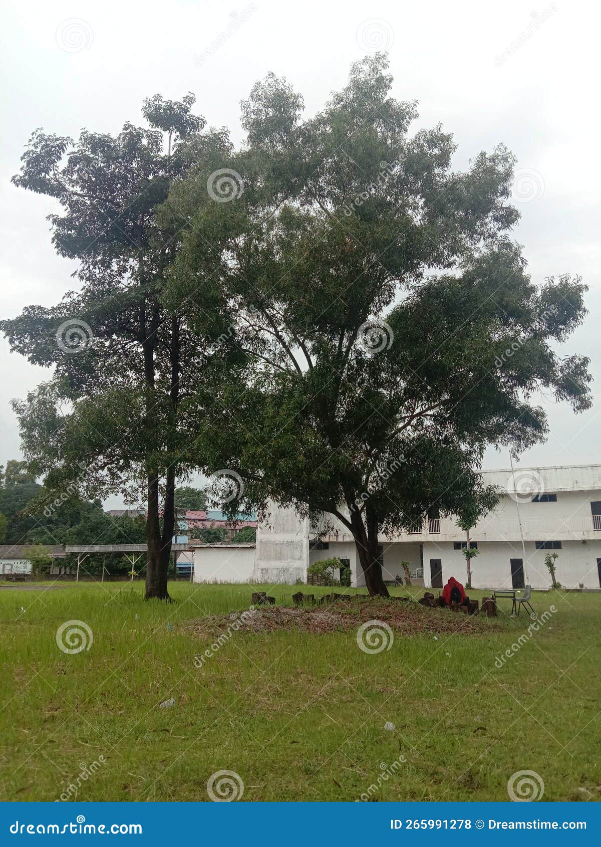Two Shady trees stock photo. Image of home, shady, leaf - 265991278