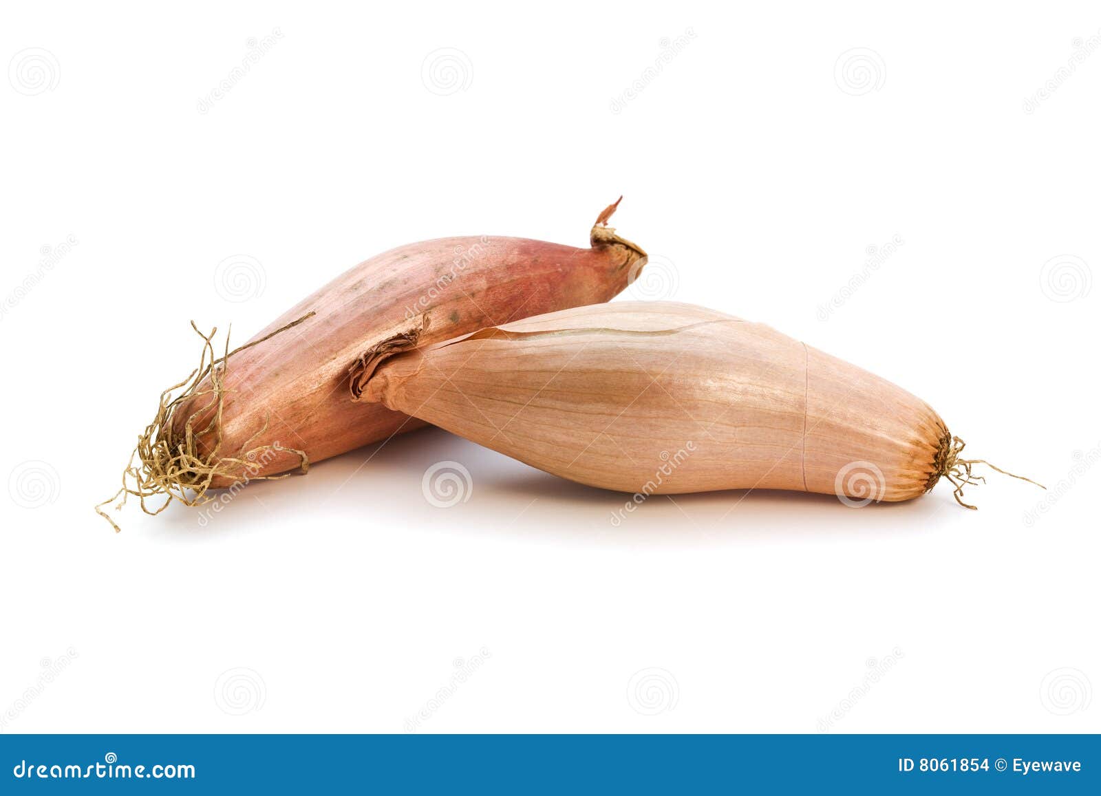 Two shallots isolated stock photo. Image of spicy, food - 8061854