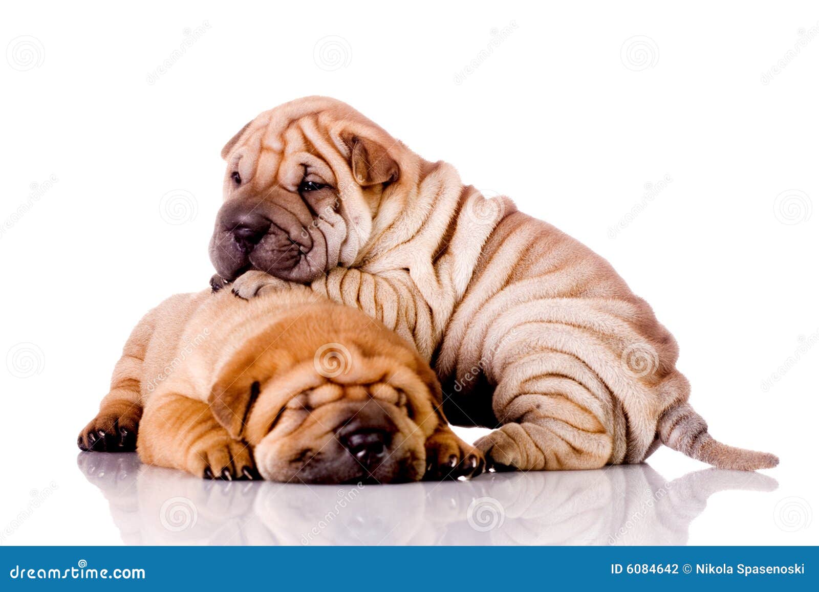 Two Shar Pei baby dogs stock photo. Image of clumsy, puppy - 6084642