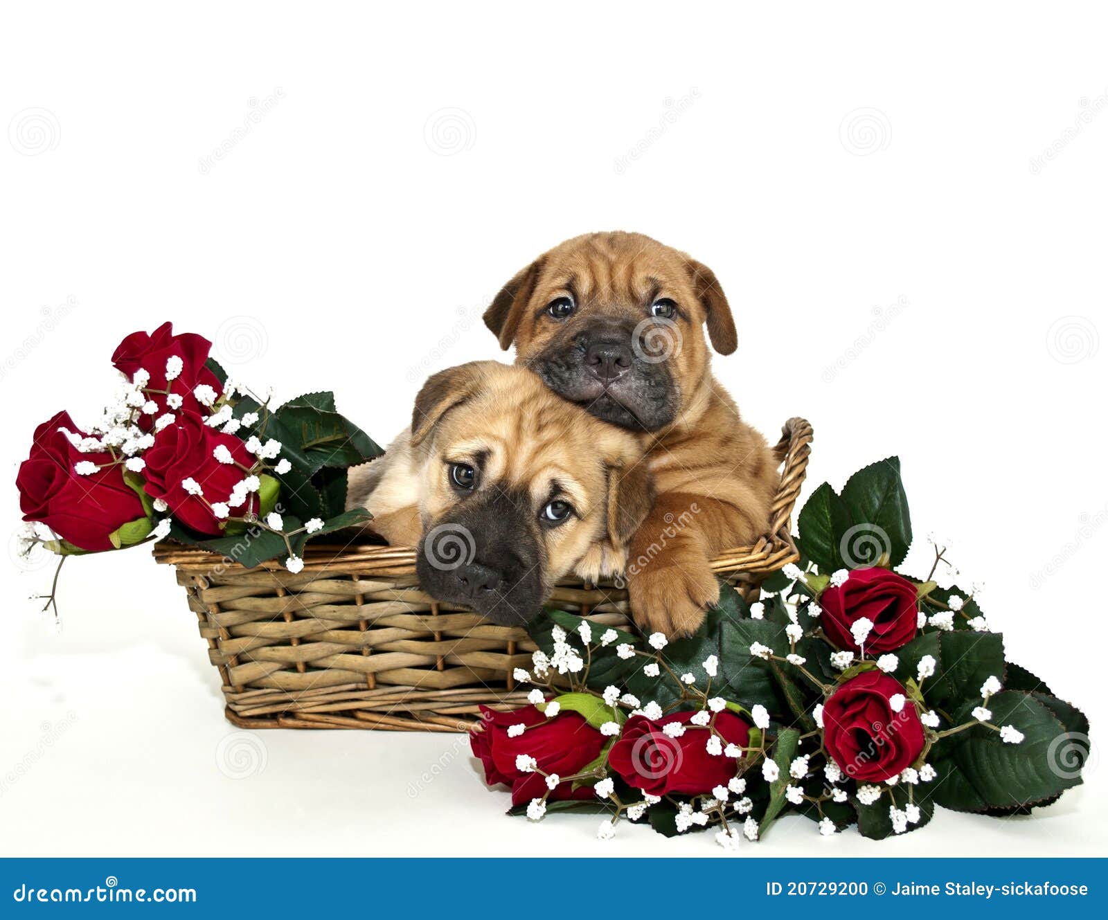 Two Shar Pei Puppies Snuggling Stock Photo - Image of purebred, baby ...