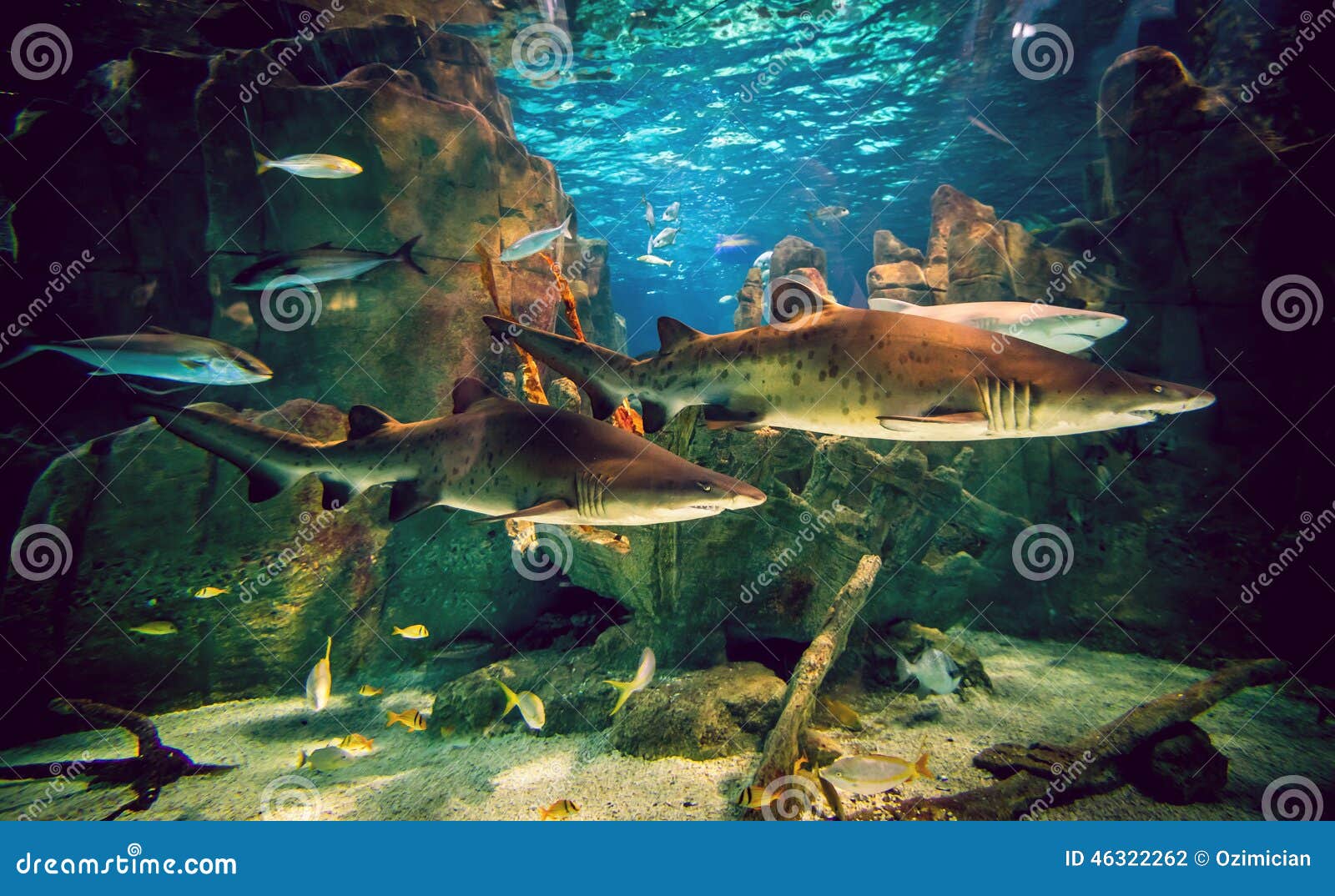 Two sharks in aquarium stock photo. Image of life, attack - 46322262