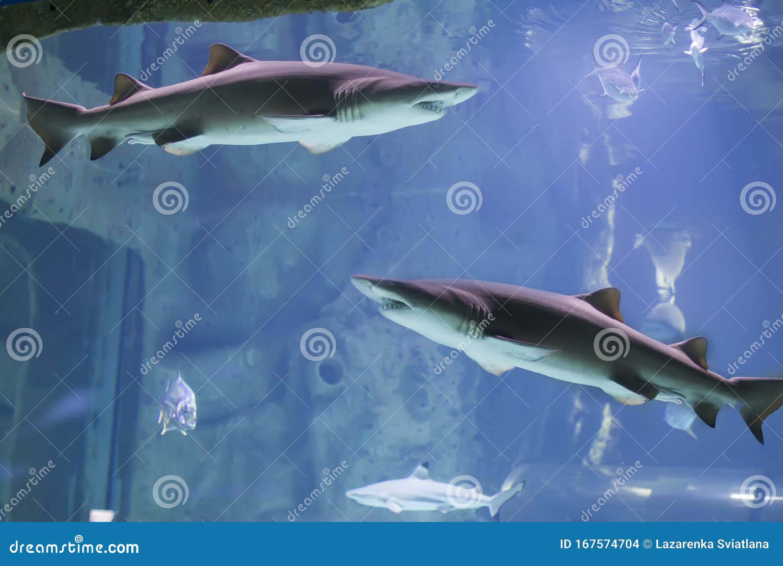 Two sharks in blue water stock photo. Image of risk - 167574704
