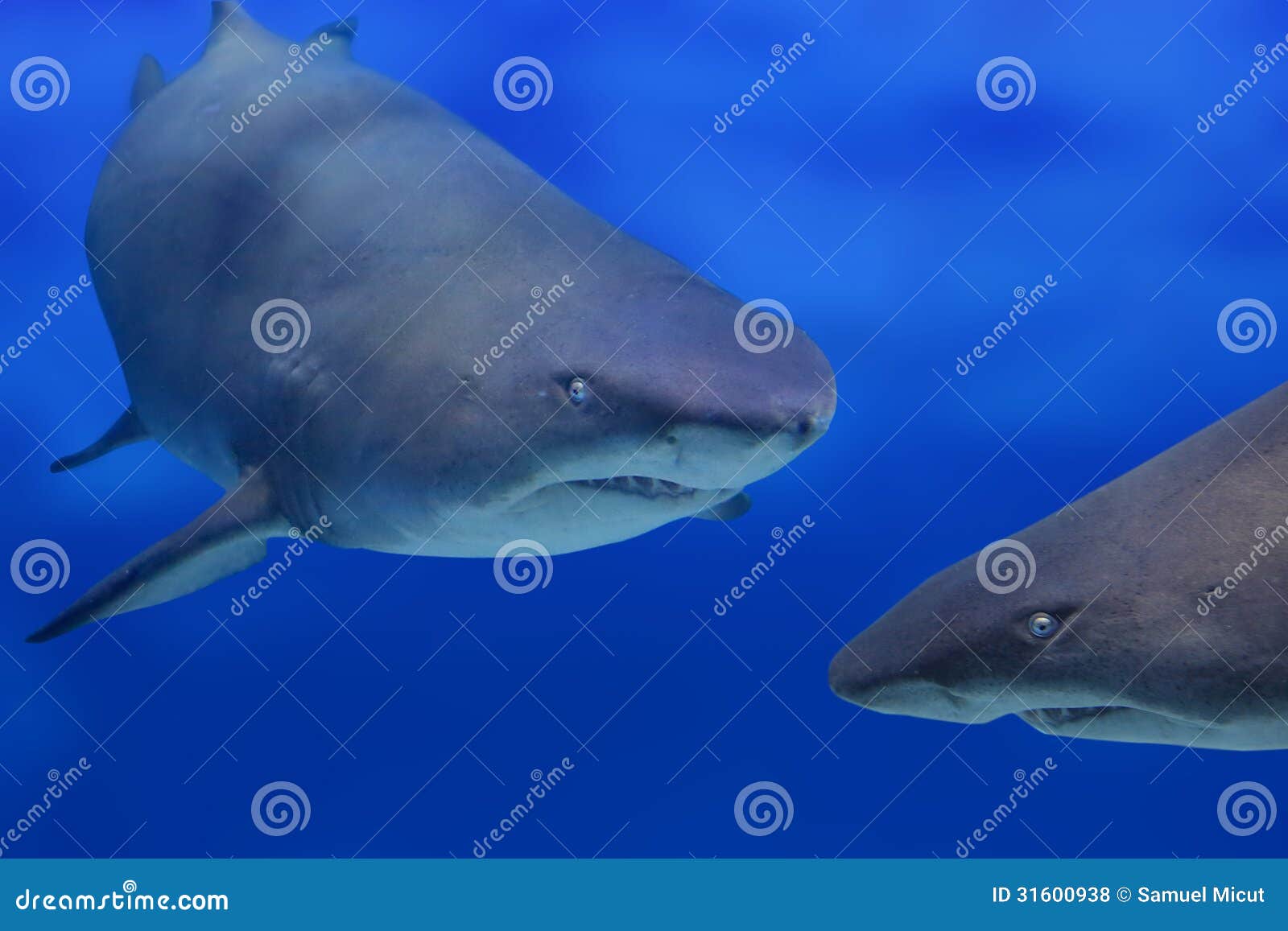 Two sharks stock photo. Image of watching, living, predator - 31600938