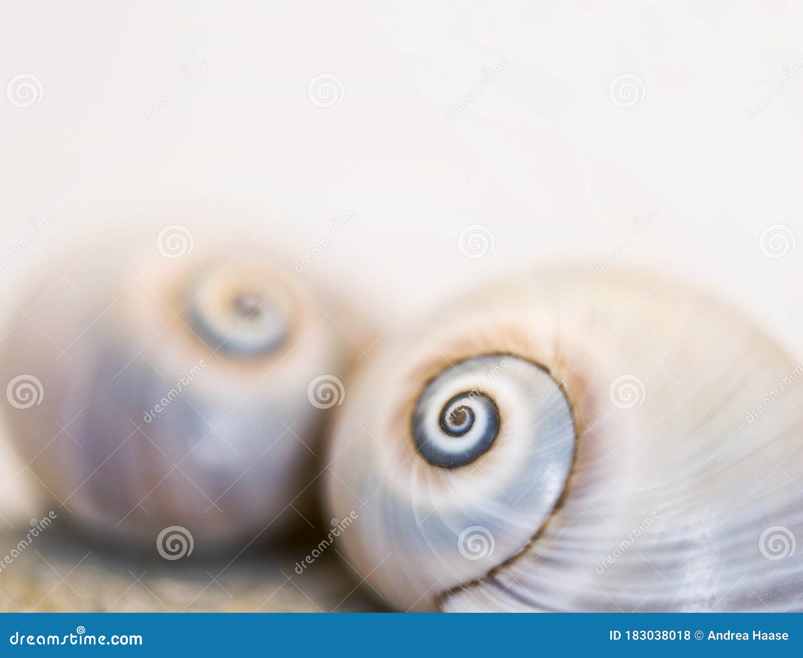 Two Sharks Eye Shells Close-up Stock Photo - Image of vertical, beach ...