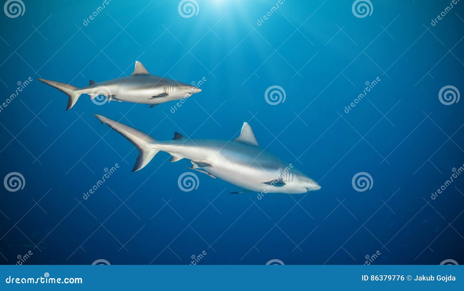 Two Sharks Floating in Deep Water Stock Photo - Image of life ...