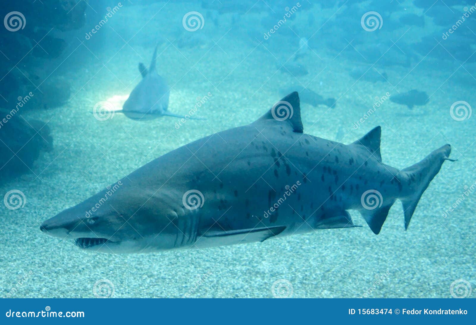 Two Sharks Looking for Food Stock Photo - Image of fish, indoors: 15683474