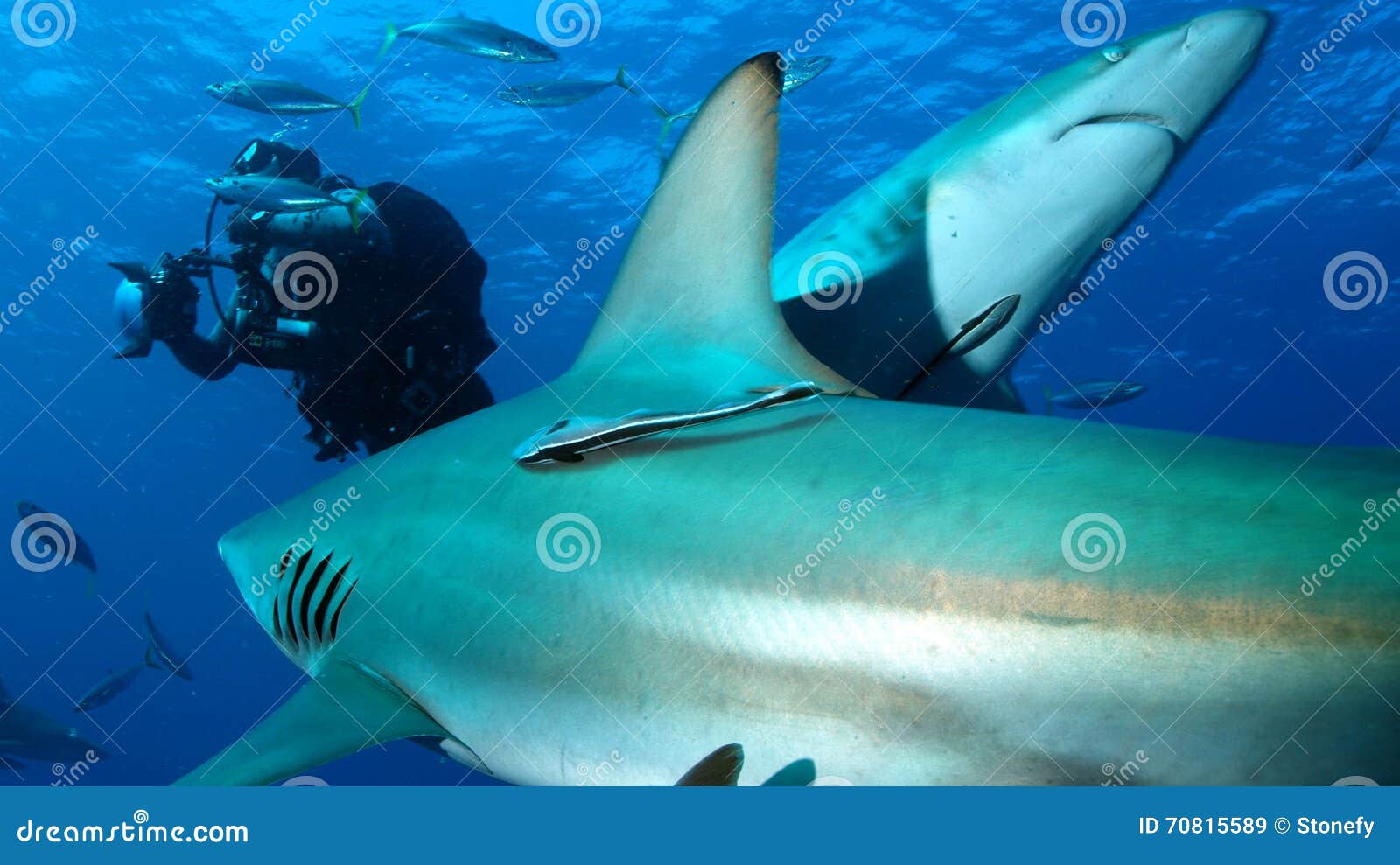 Two sharks and scuba diver stock image. Image of gill - 70815589