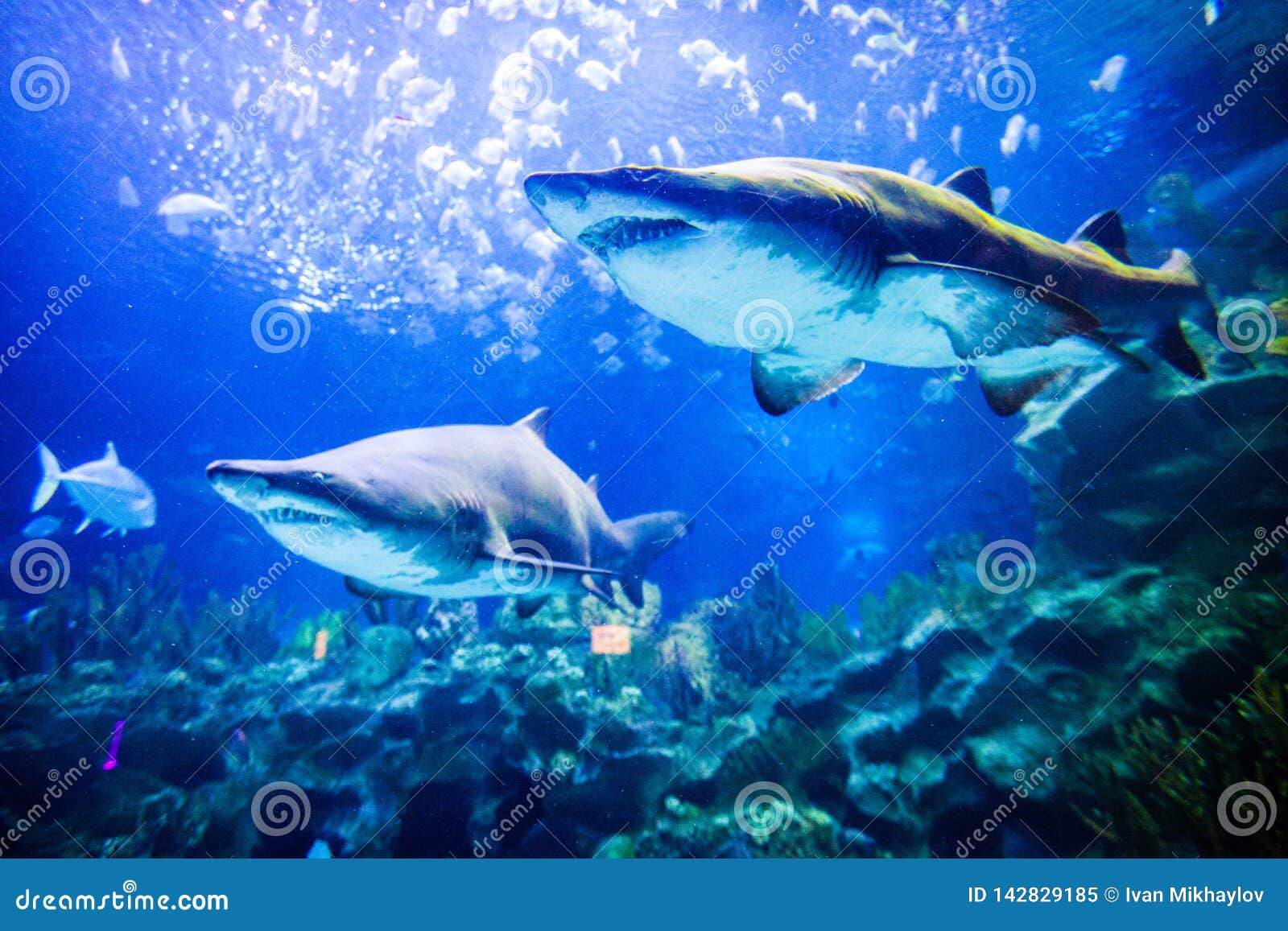 Two sharks underwater view stock image. Image of blue - 142829185