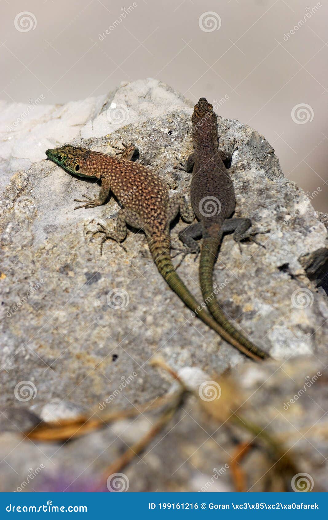 Two Sharp-snouted Rock Lizards on the Rock Stock Photo - Image of ...