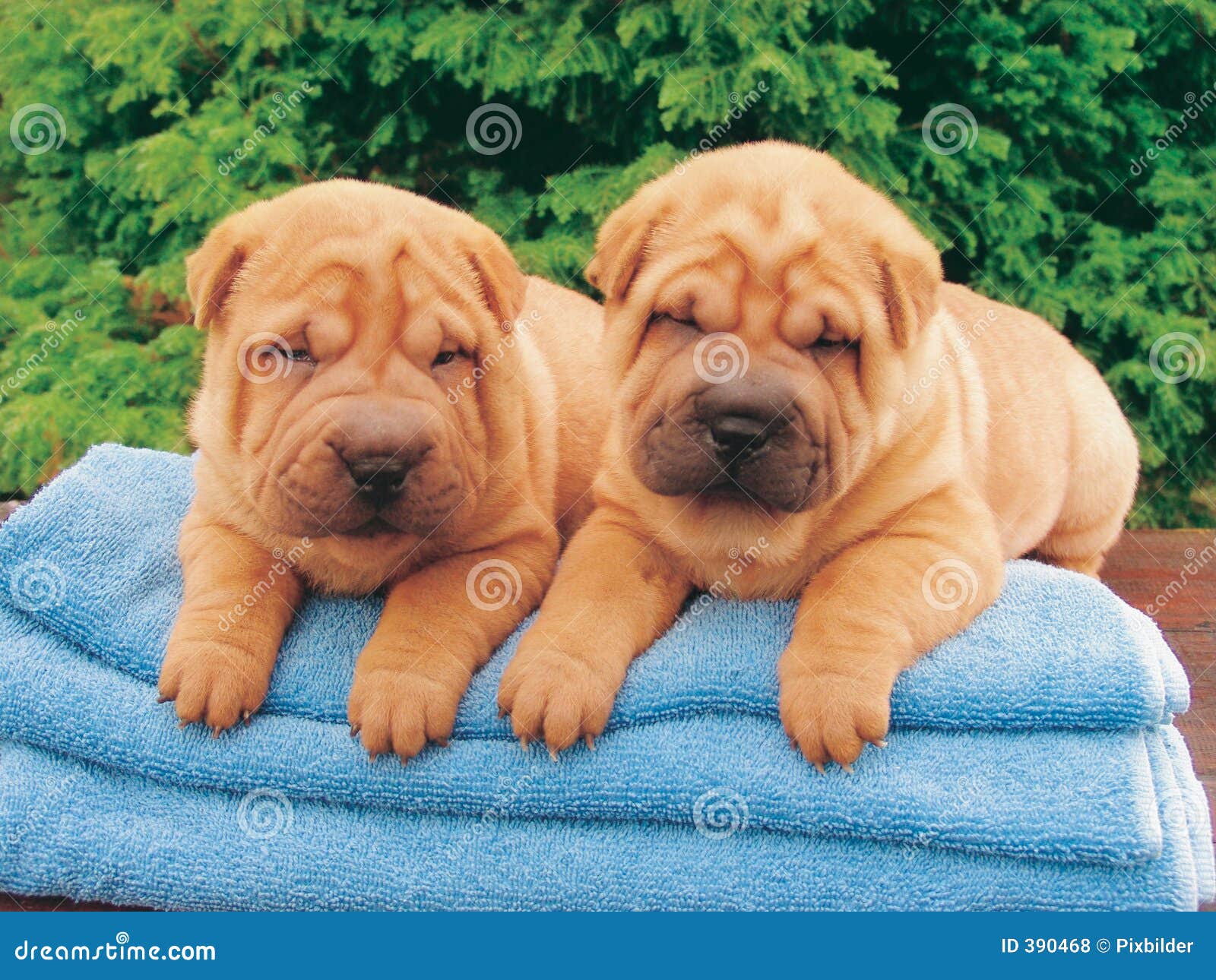 Two sharpei puppies stock photo. Image of precious, babies - 390468