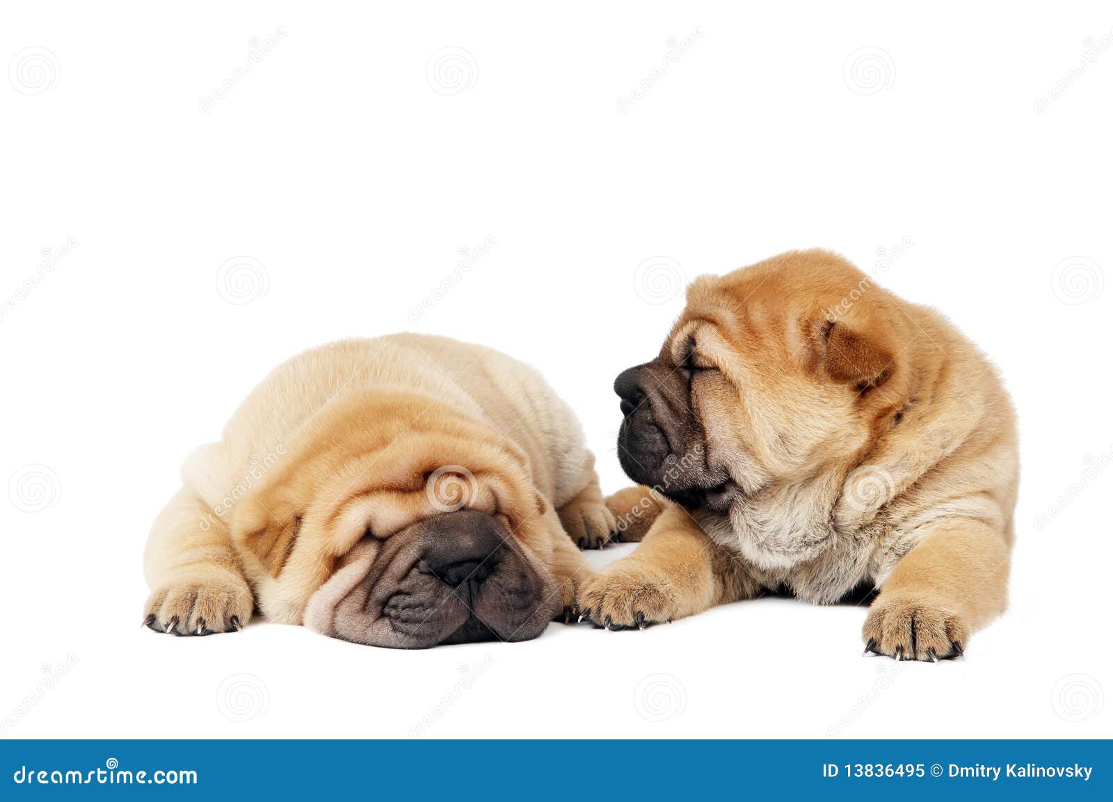 Two sharpei puppy dogs stock image. Image of small, purebred - 13836495