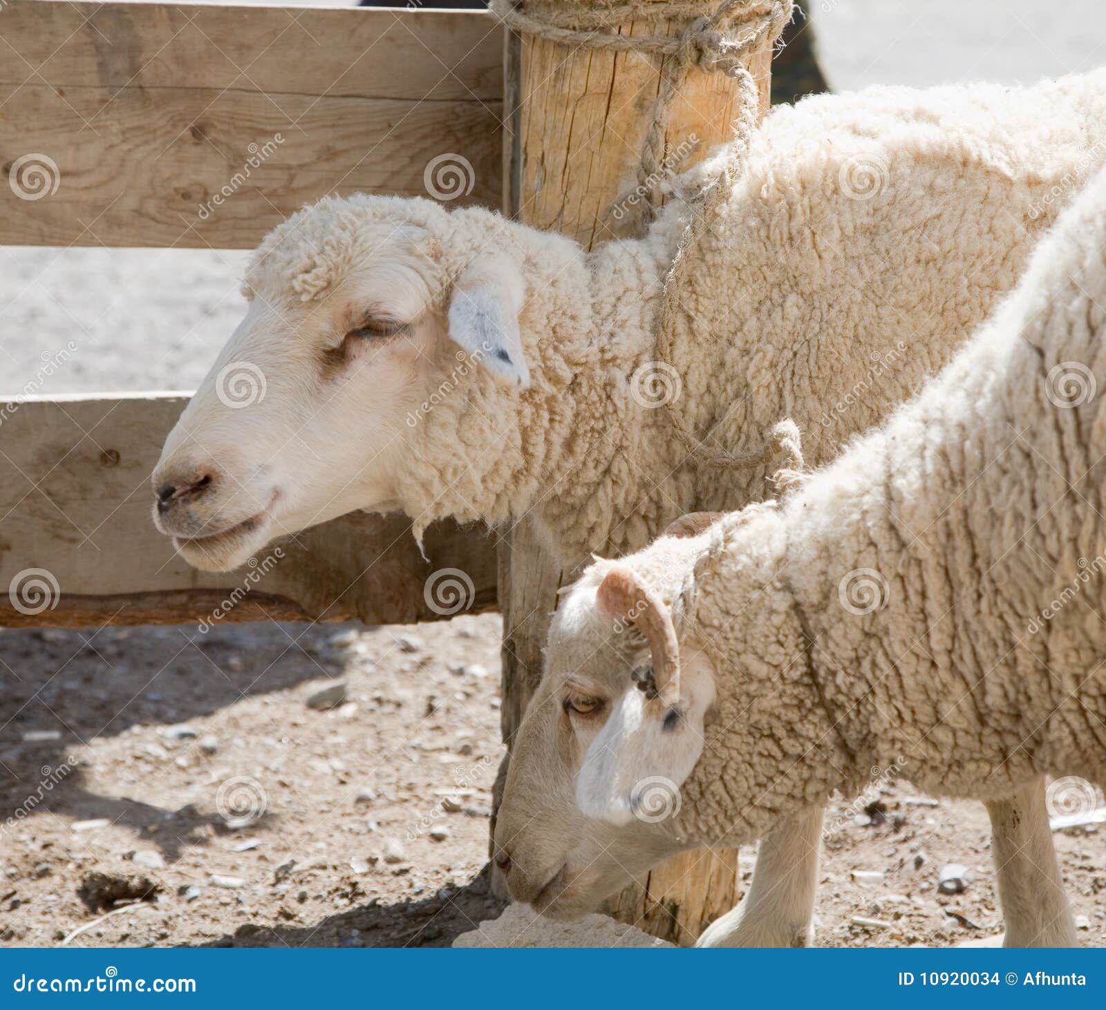 Two sheep stock photo. Image of built, structure, looking - 10920034