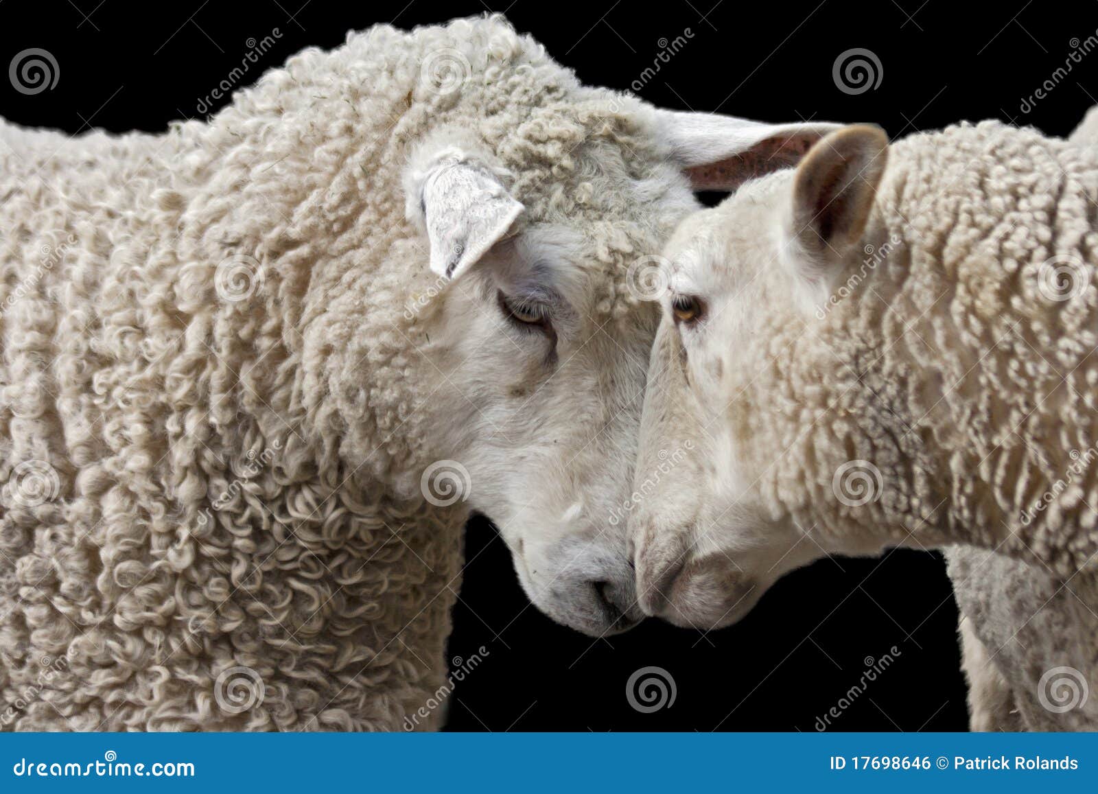 Two sheep stock photo. Image of farm, isolated, lamb - 17698646