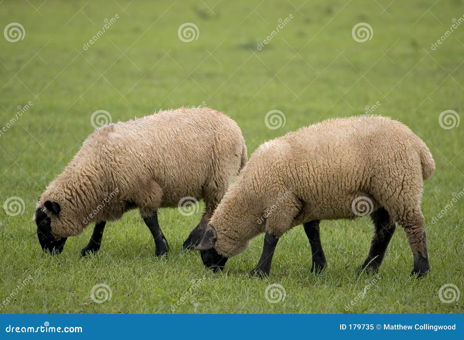 Two Sheep stock image. Image of rural, grass, farm, countryside - 179735