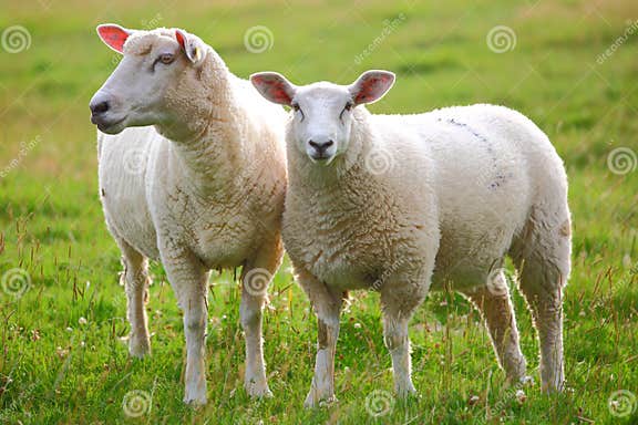 Two sheep stock image. Image of farmland, agri, curly - 20432521