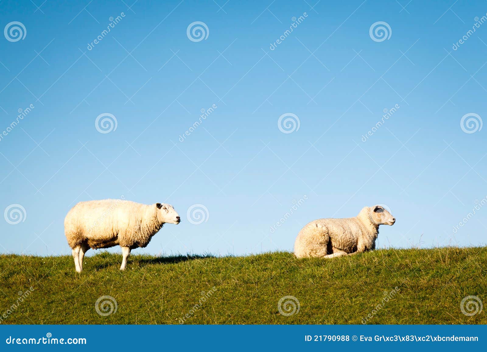 Two Sheep stock photo. Image of space, mammal, animal - 21790988