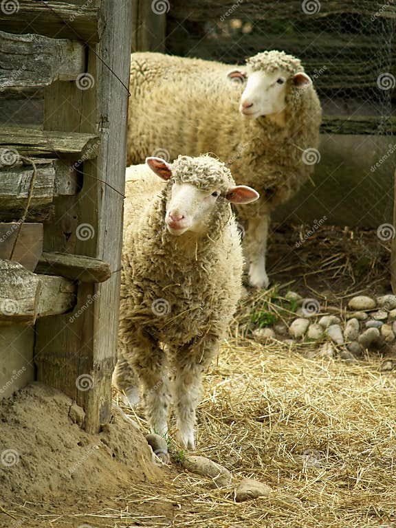 Two Sheep stock photo. Image of farm, fence, curly, shear - 3634338