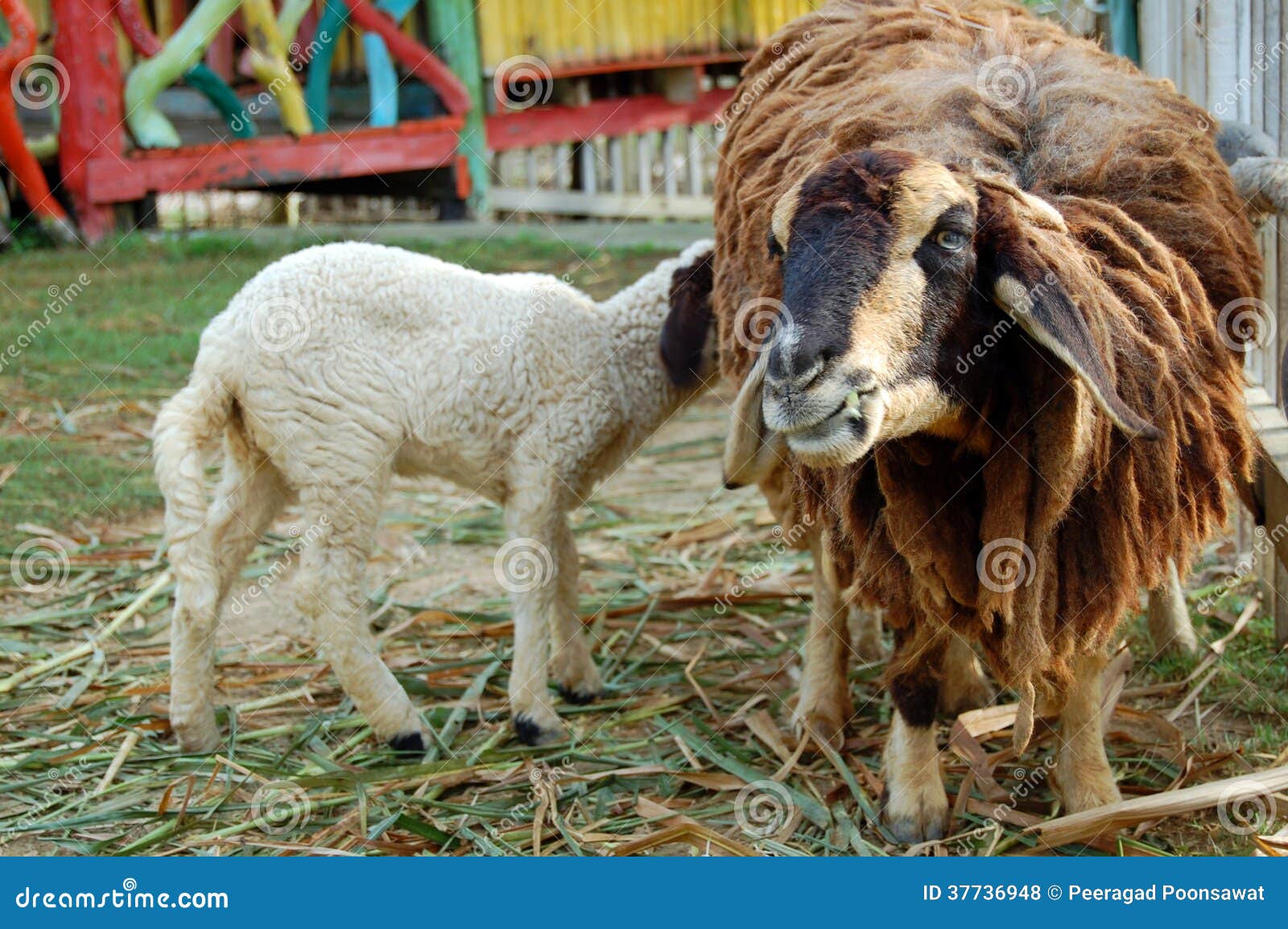 Two Sheep. stock photo. Image of hair, farm, animals - 37736948