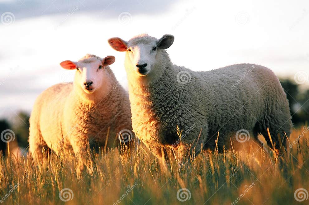 Two Sheep stock image. Image of farming, wool, sunset - 3856435