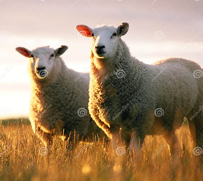 Two Sheep stock photo. Image of light, farm, lamb, animals - 3856492
