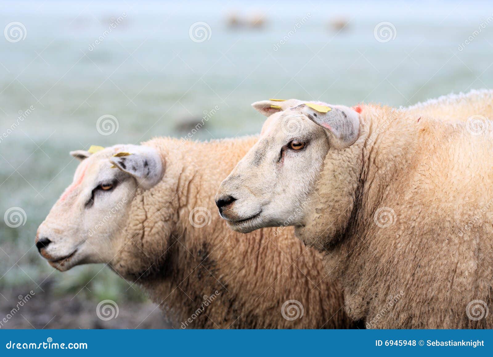 Two sheep stock photo. Image of colored, landscape, grassland - 6945948