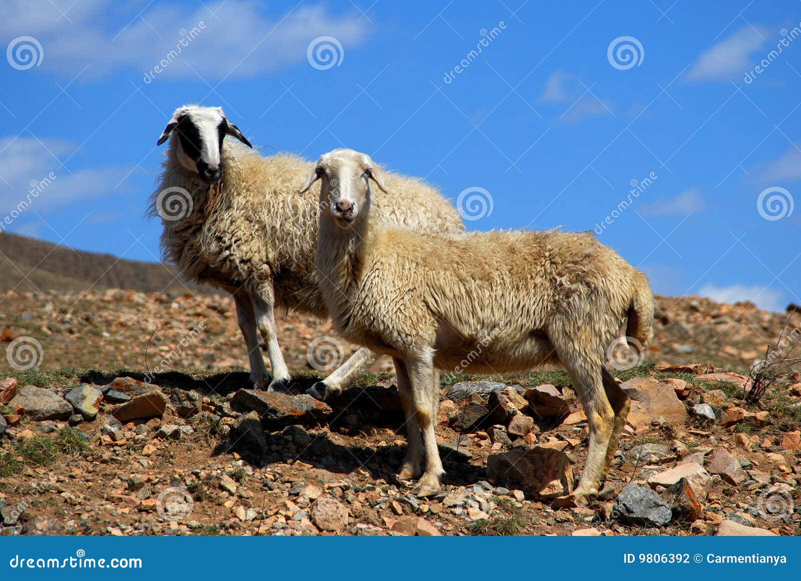 Two sheep stock photo. Image of lovely, field, sweet, spring - 9806392