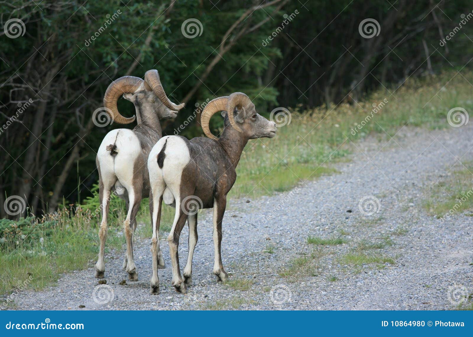 Two Sheep from Behind stock photo. Image of pair, canada - 10864980
