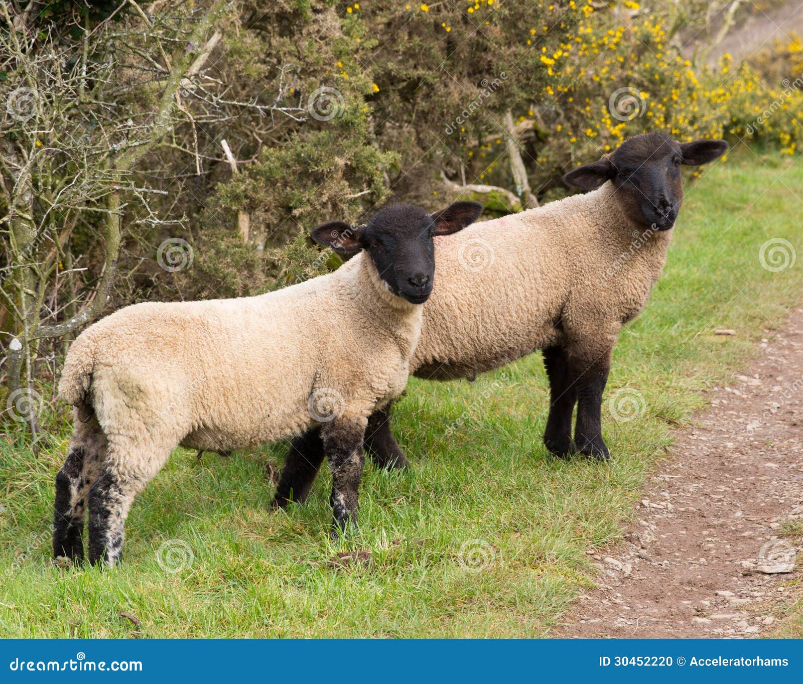 Two Sheep with Black Faces and Legs Stock Photo - Image of green ...