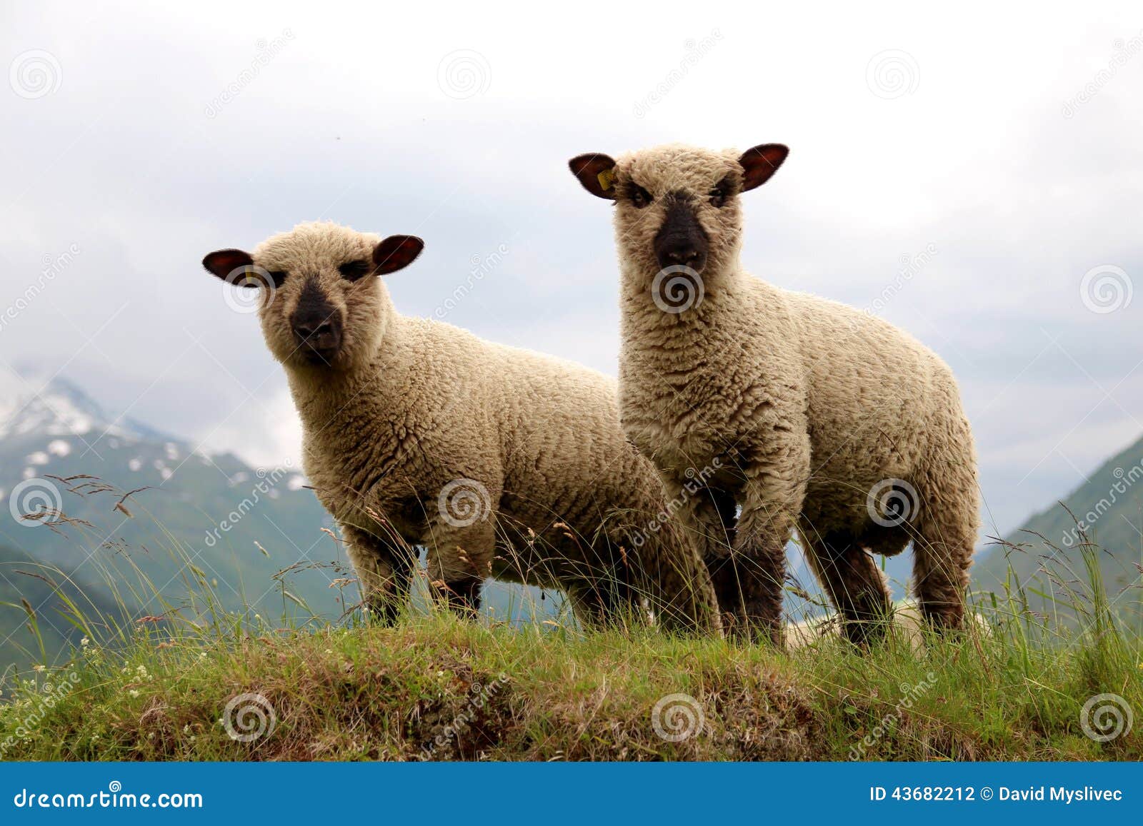 Two sheep stock photo. Image of wool, meat, sheep, alps - 43682212
